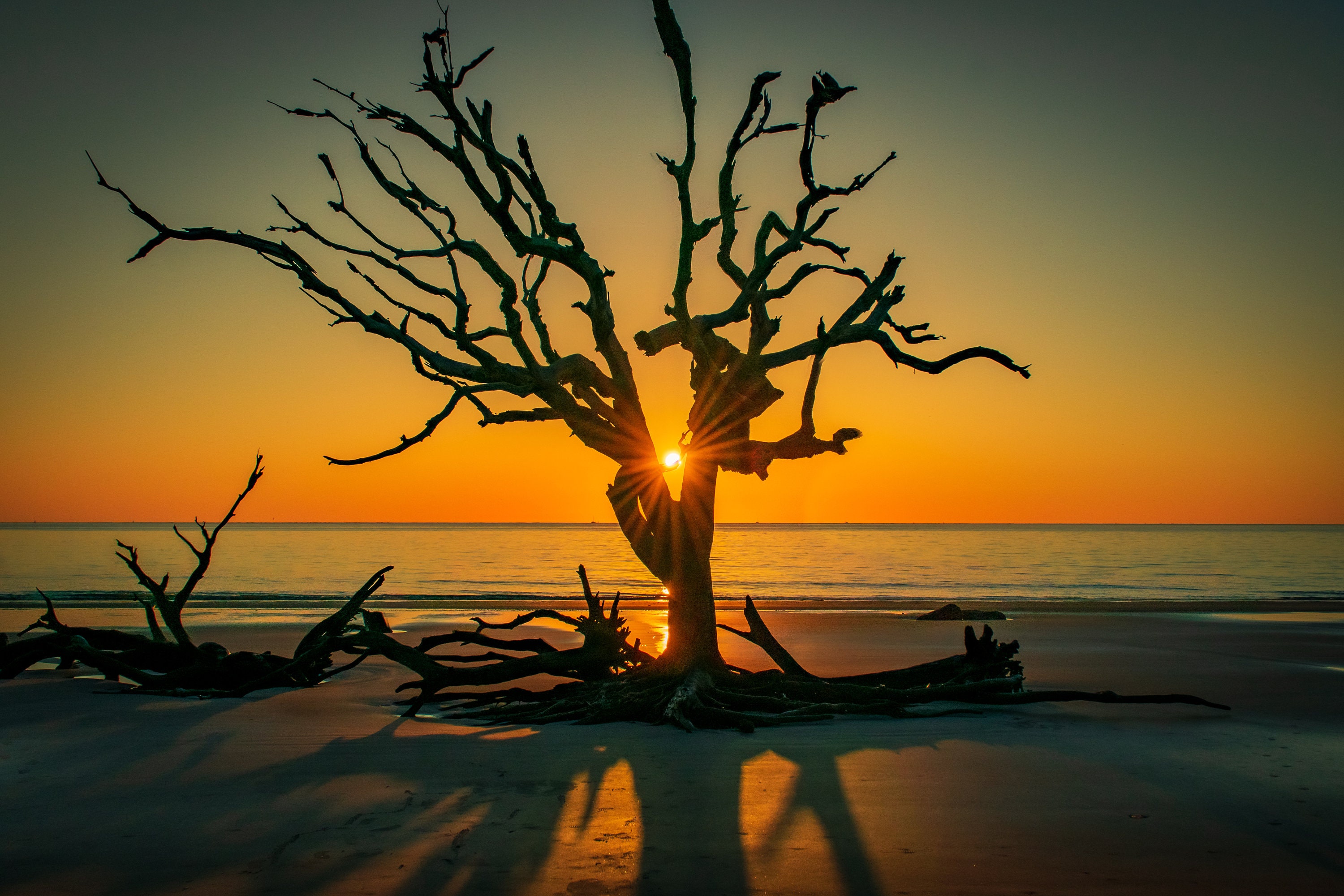 Jekyll Island, Georgia, Driftwood Tree Sunrise Sunstar, Wall Art ...
