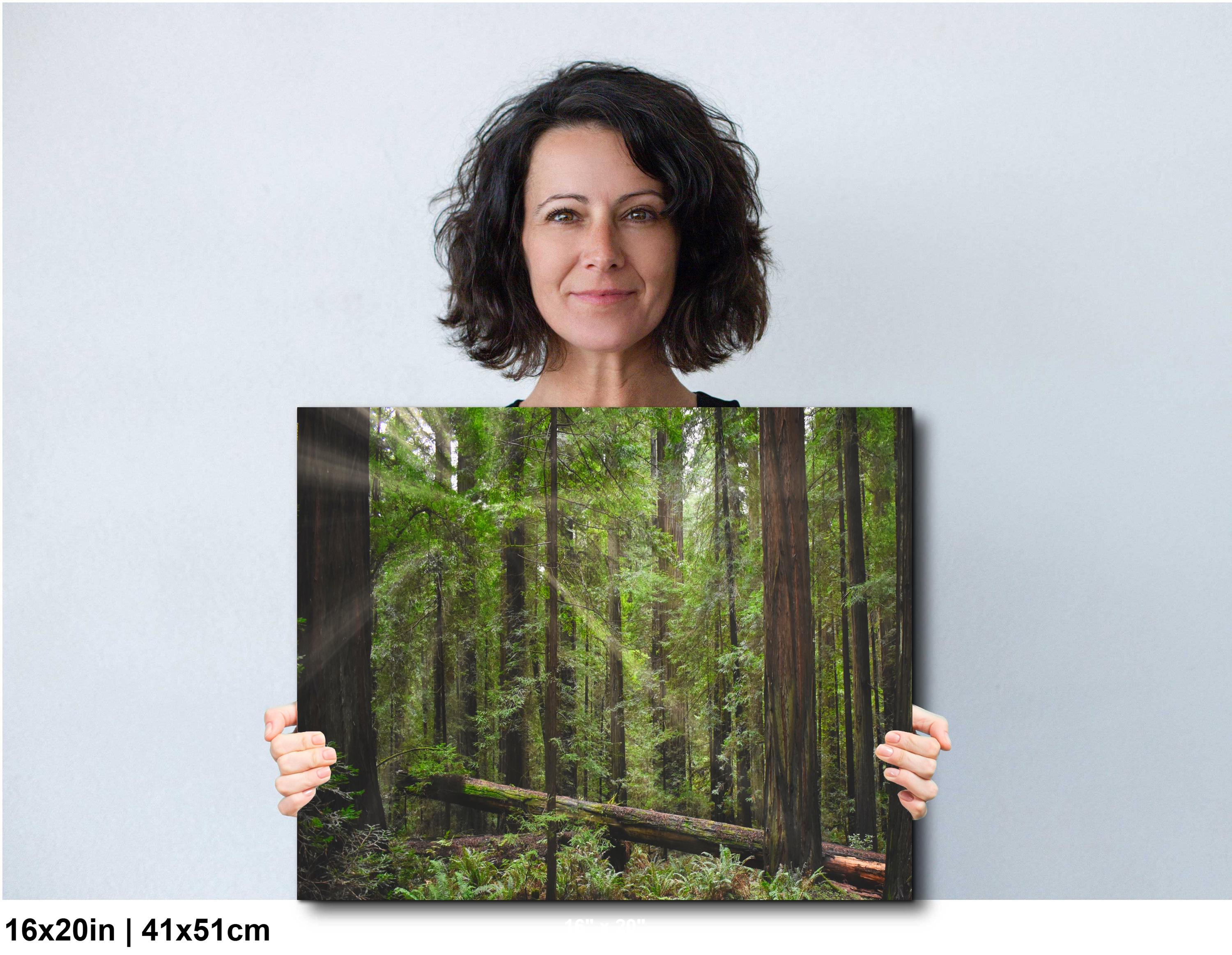 Walking Among the Redwoods, the Redwood National Park Print, Redwood ...