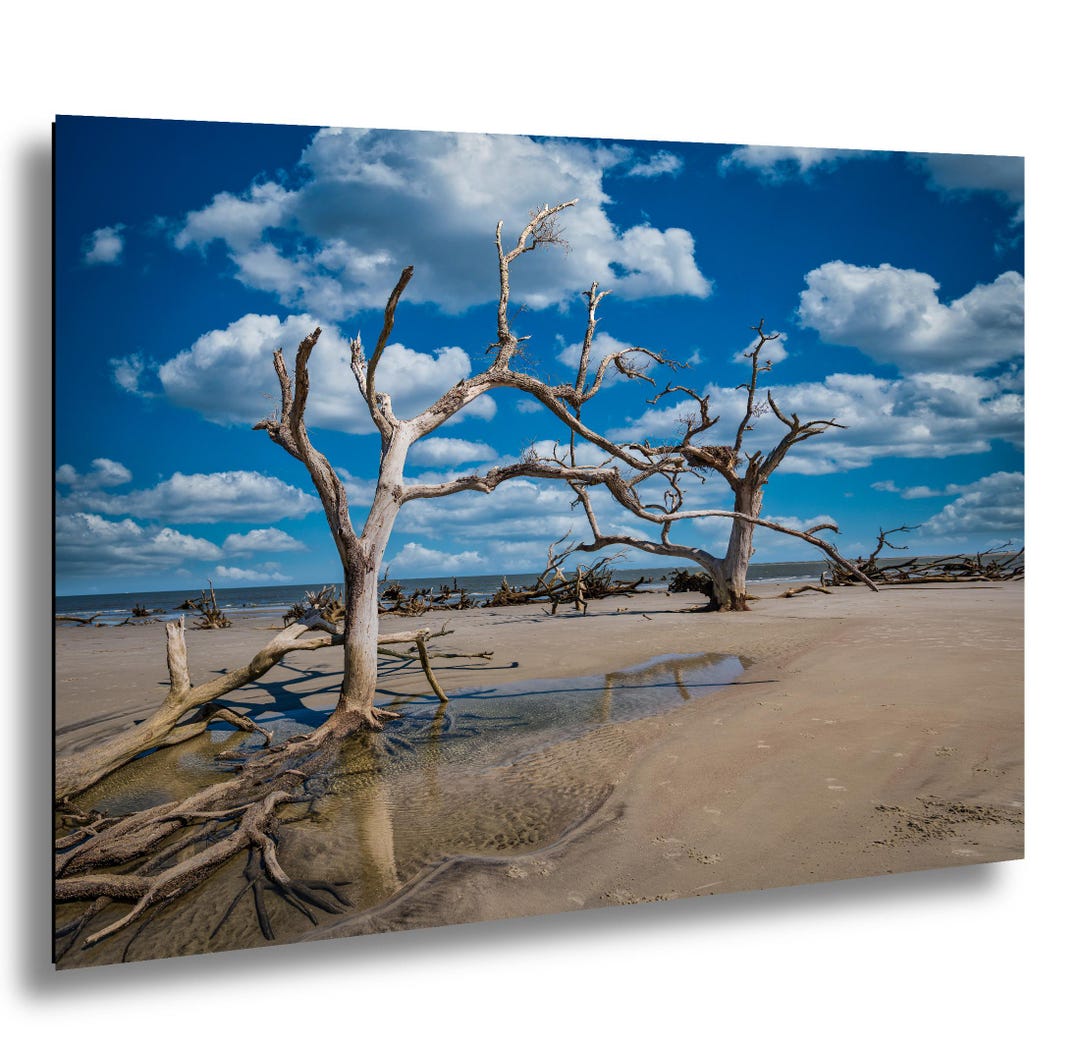 Hunting Island State Park South Carolina Boneyard Beach Photography