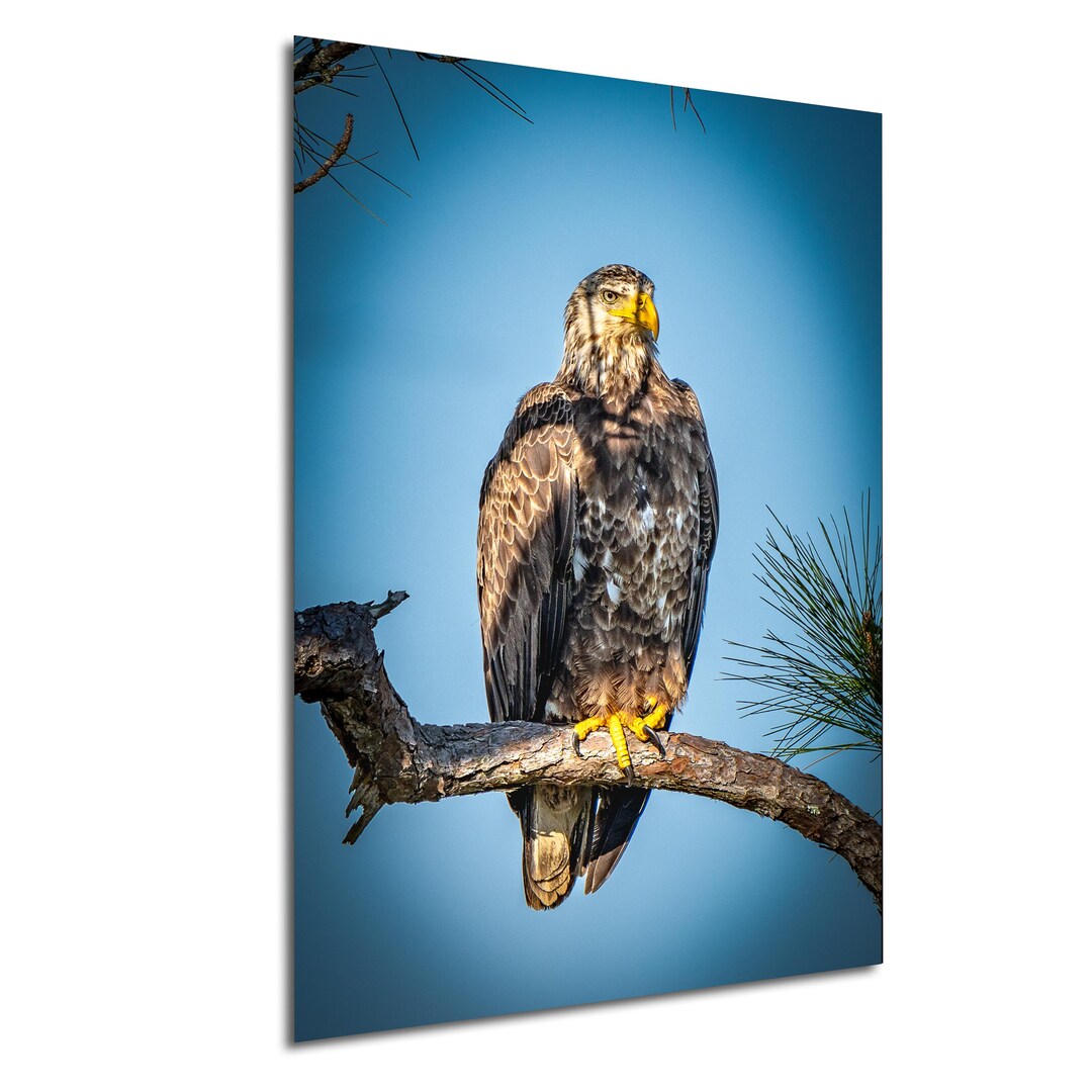 Bald Eagle Wall Art, Baldeagle, Bald Eagle, Bald Eagle Decor, American ...