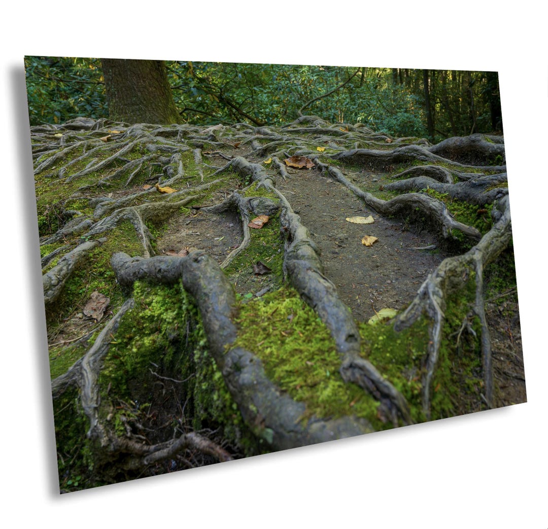 Roots of Life - Woodland Nature Photography, Fine Art Print, Tree Roots ...