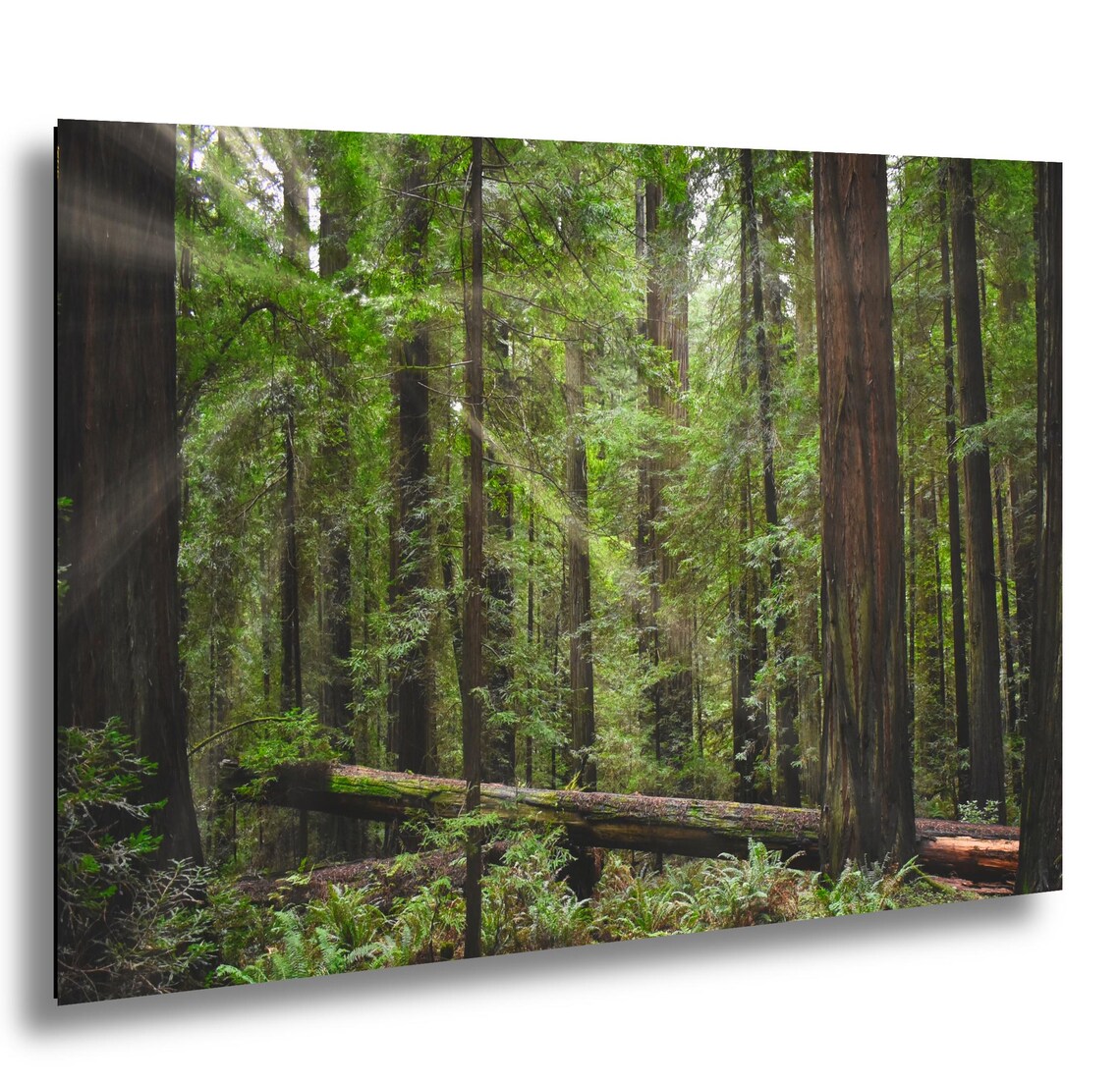 Walking Among the Redwoods, the Redwood National Park Print, Redwood ...