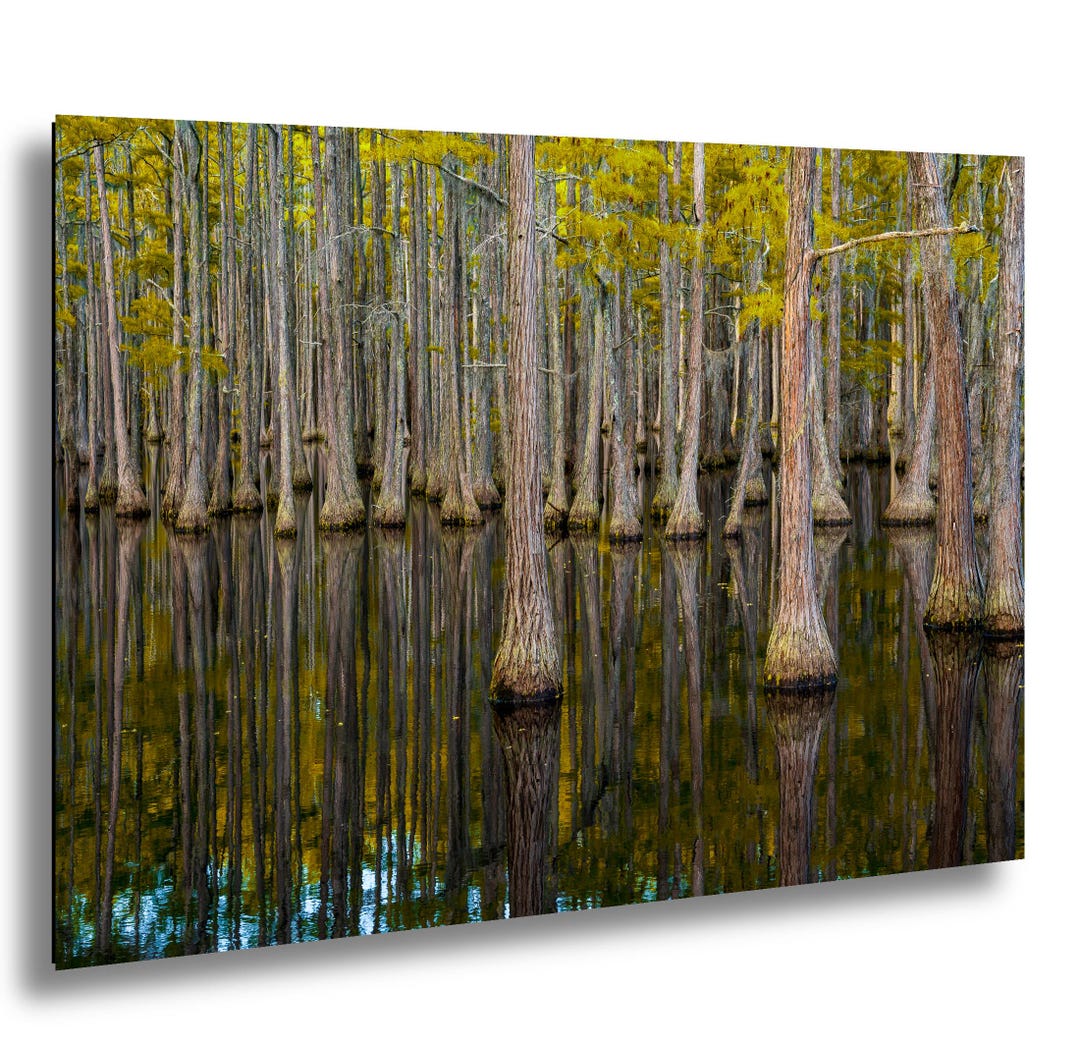 Cypress Trees George L Smith State Park, Watson Pond, Twin City Georgia ...