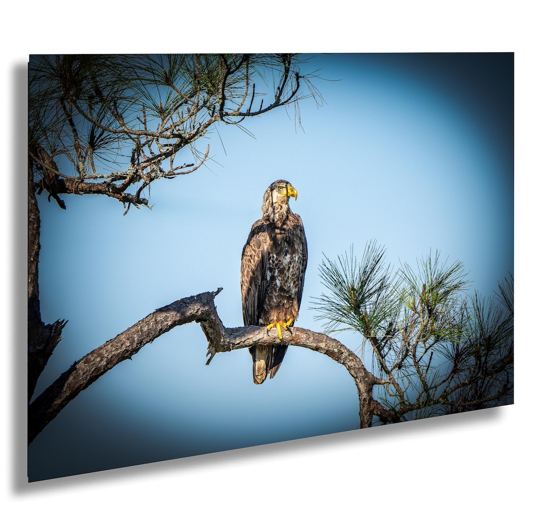 Bald Eagle, Baldeagle, Bald Eagle Wall Art, Bald Eagle Decor, American ...