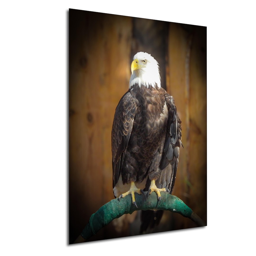Bald Eagle Art Decor, Bald Eagle Wall Art, Bald Eagle Wall Decor, Bald ...
