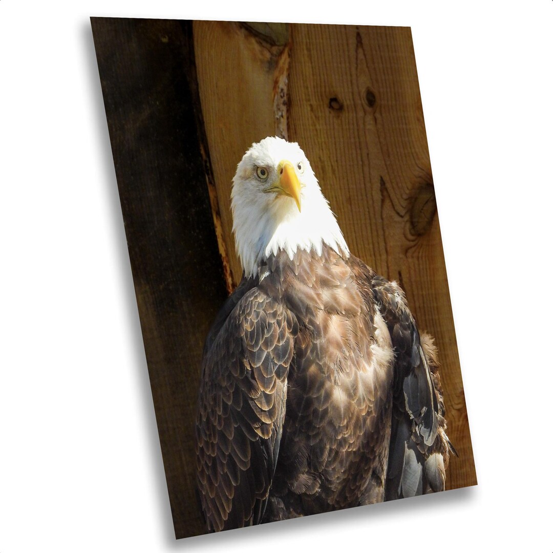 Bald Eagle, Baldeagle, Bald Eagle Wall Art, Bald Eagle Decor, American ...