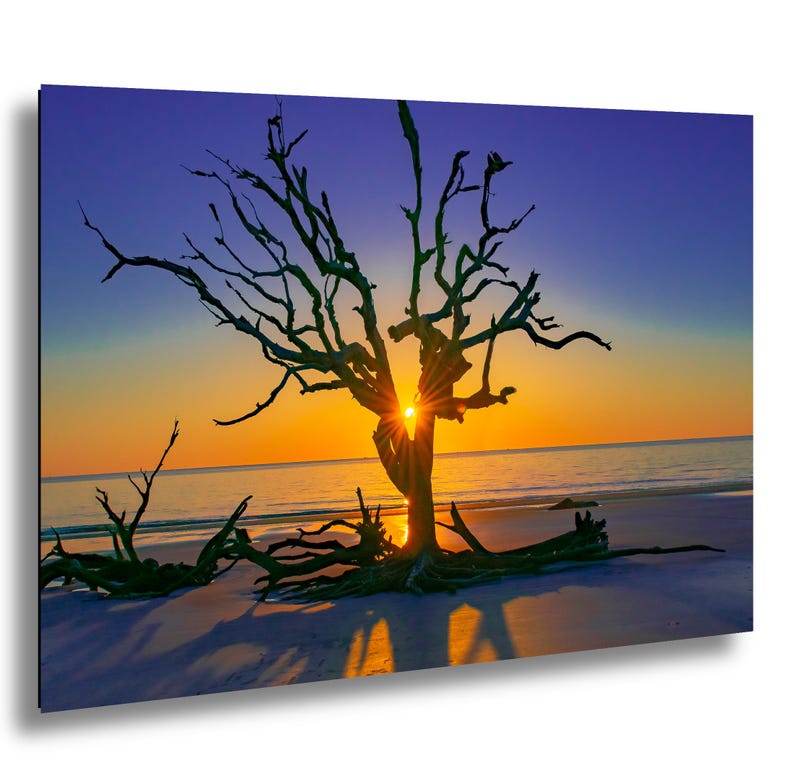 Jekyll Island Georgia Driftwood Tree Sunrise Sunstar, Beach Photography ...