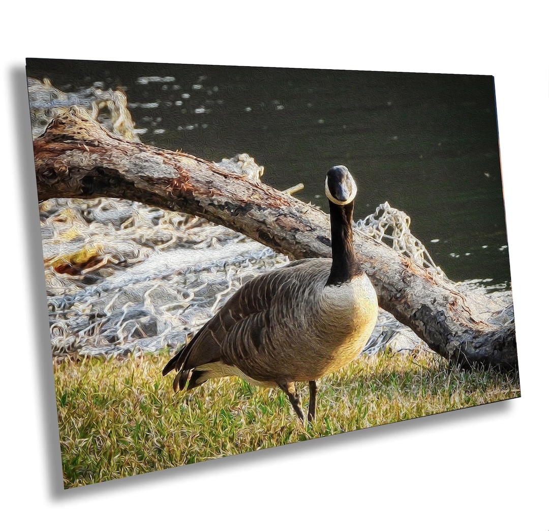 What Are You Lookin At Canadian Goose Decor Canada Goose Painting ...