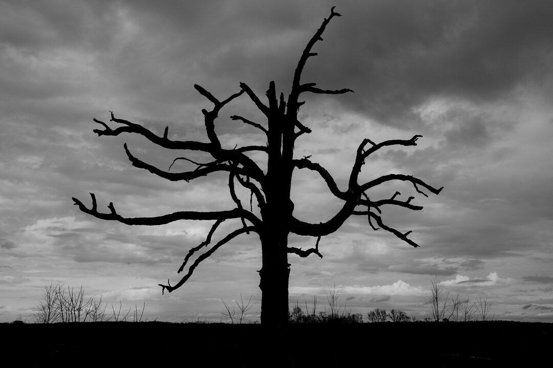 Dead Tree in Black and White, Tree of Life Artful, Walle Tree Art ...