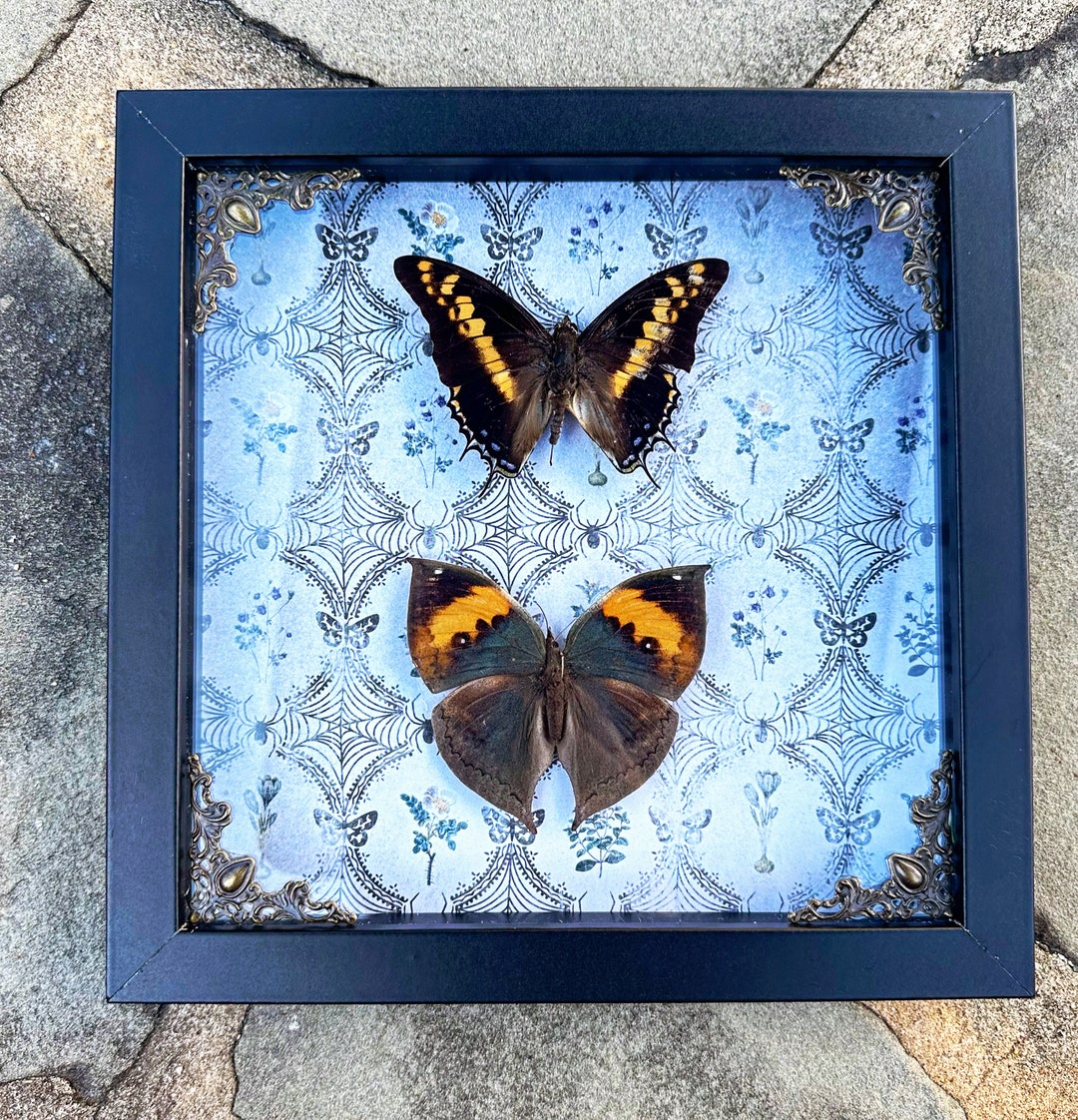 8x8 Butterfly Shadow Box - Etsy