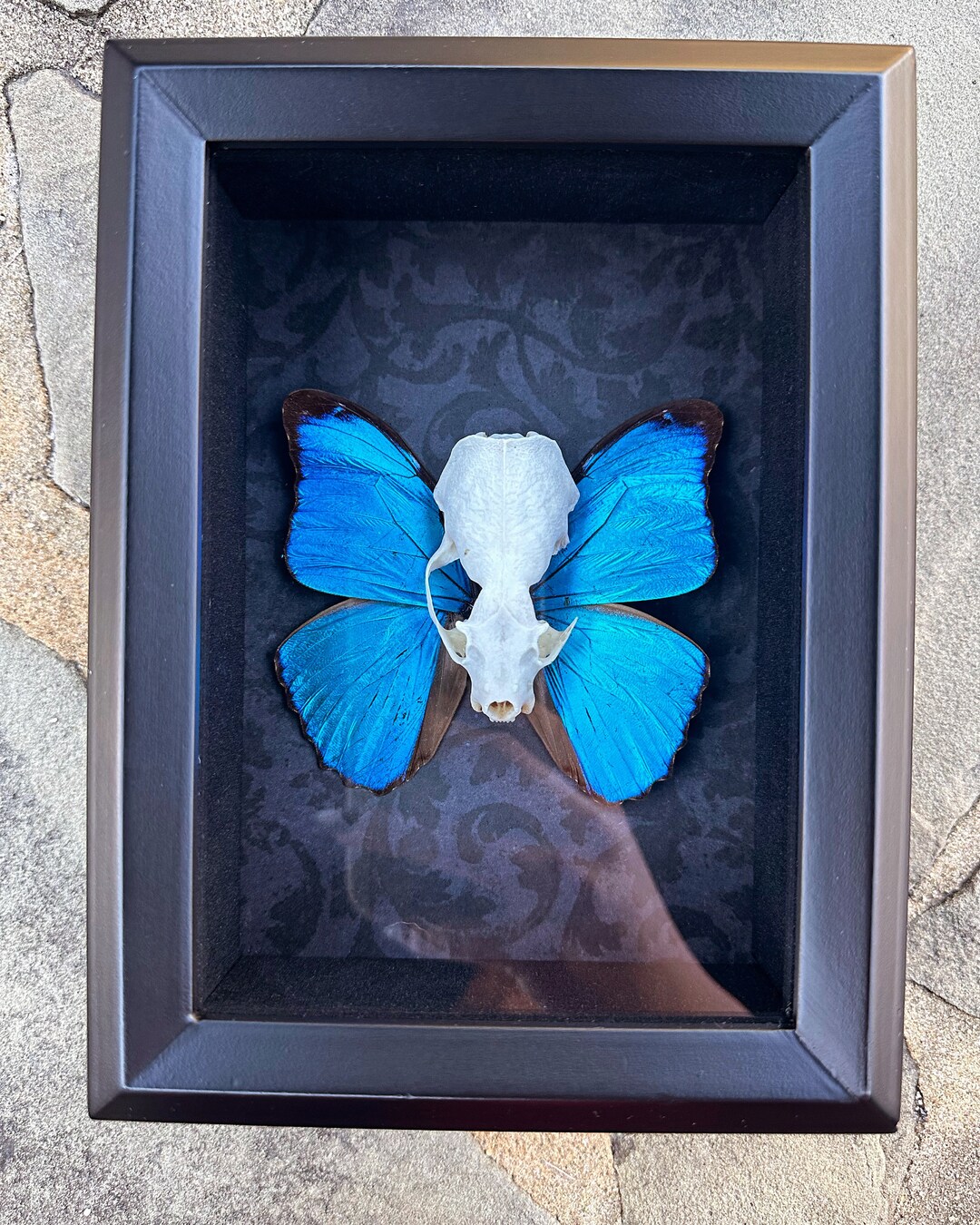 Blue Morpho Mink Skull Shadow Box - Etsy