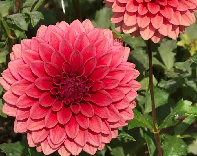 Mystique Dahlia Tuber - Etsy