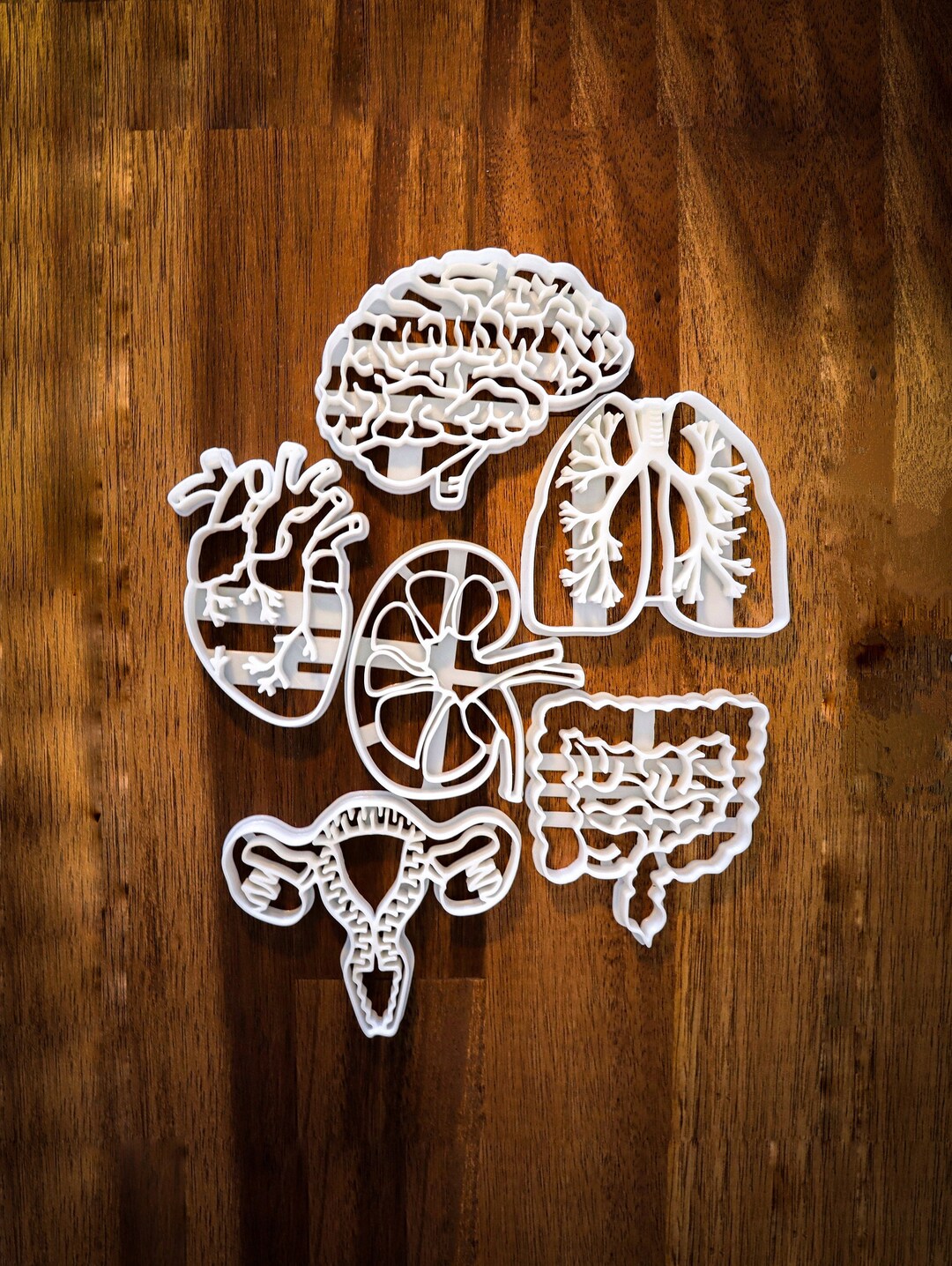 Medicine Organs Anatomy Human Cookie Cutter Set Gift Brain, Uterus ...