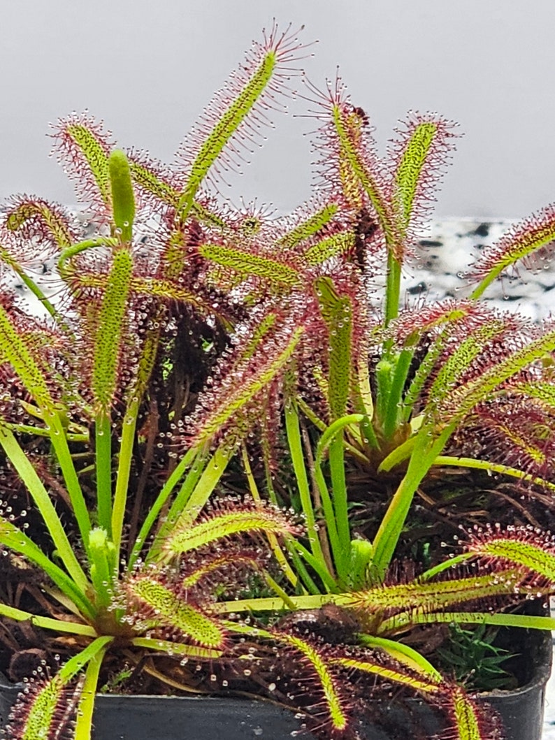 Drosera Capensis 4 Pack Young Cape Sundew - Live Carnivorous Plants ...