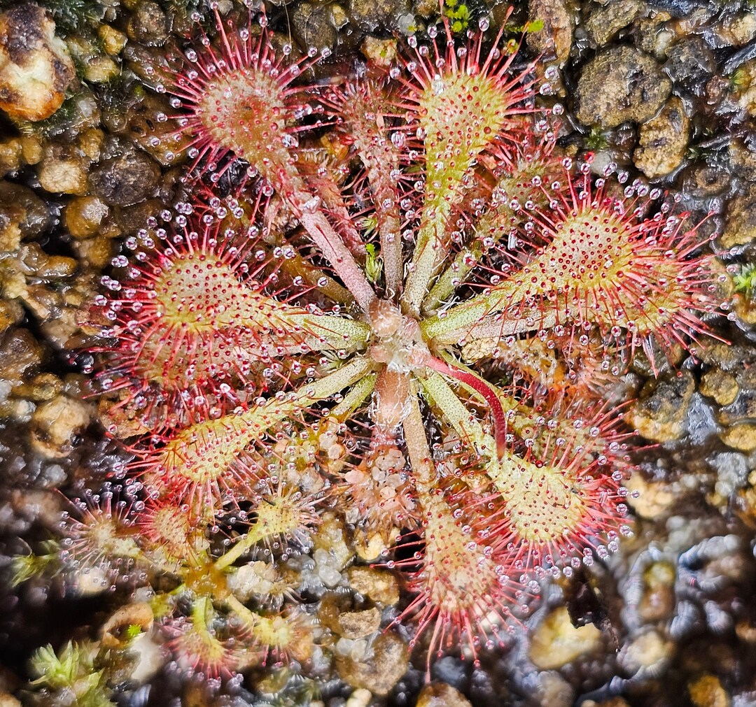 Drosera Spatulata Spoon Leaf Sundew Carnivorous Plants - Etsy