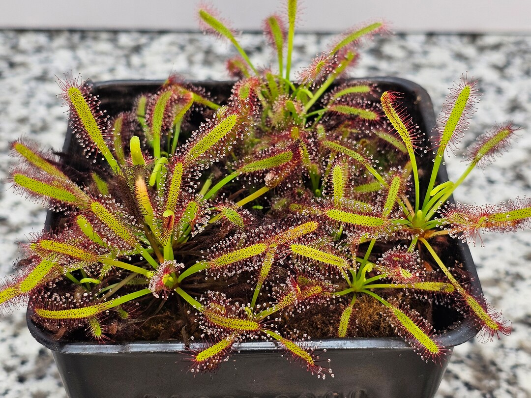 15 Drosera Capensis Cape Sundew Wide Leaf Sundew Carnivorous Plants - Etsy