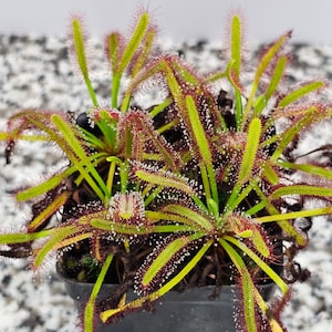 Drosera Capensis 4 Pack Young Cape Sundew - Live Carnivorous Plants ...