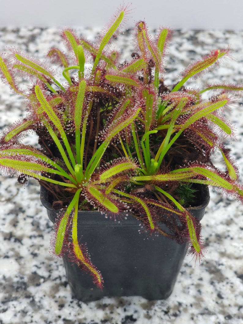 Drosera Capensis 4 Pack Young Cape Sundew - Live Carnivorous Plants ...