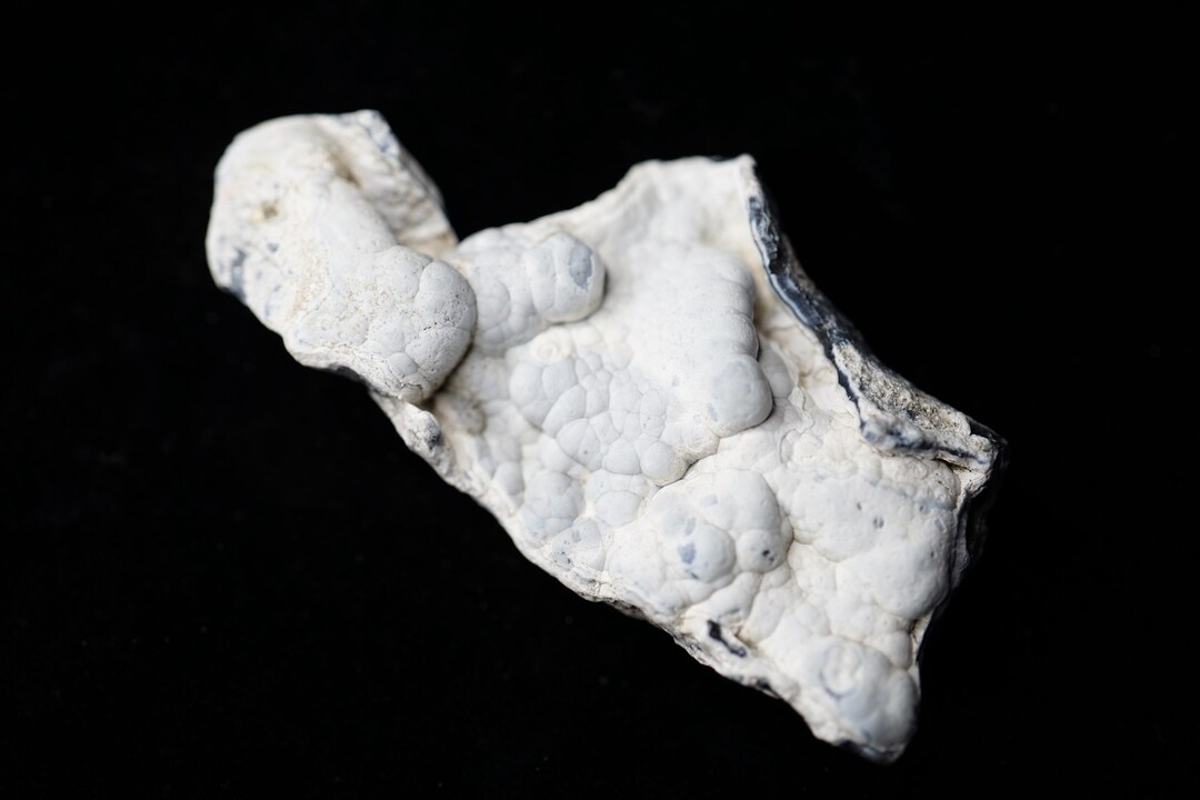 Agatized Coral Geode Specimen Rare White & Blue Color Botryoidal Fossil ...