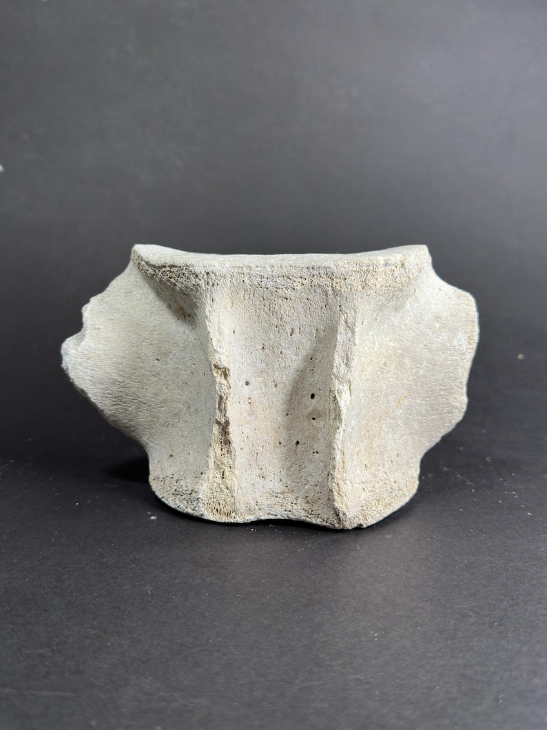 Florida Miocene Whale Vertebra Fossil — Size LARGE - Etsy