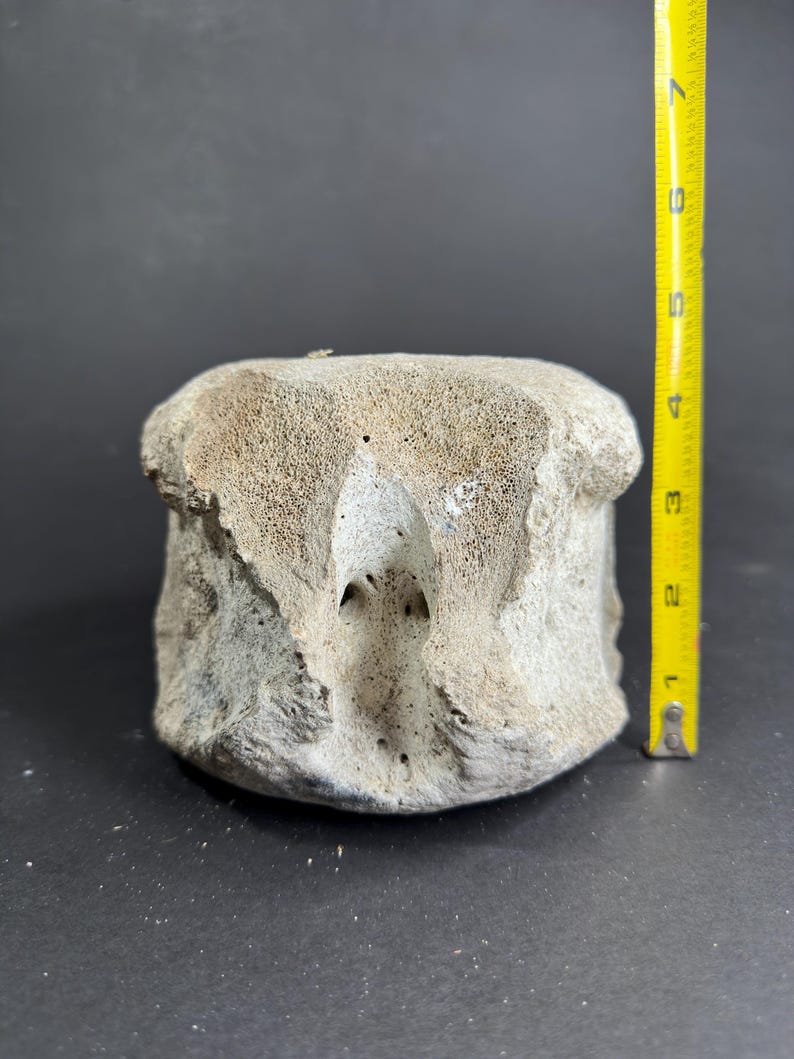 Florida Miocene Whale Vertebra Fossil — Size LARGE - Etsy