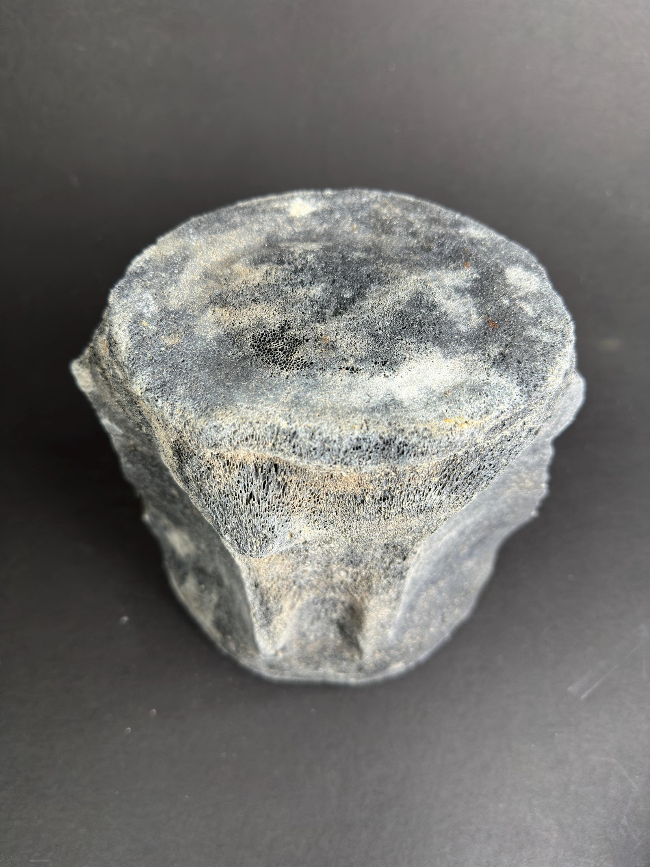 Florida Miocene Whale Vertebra Fossil — Size LARGE - Etsy