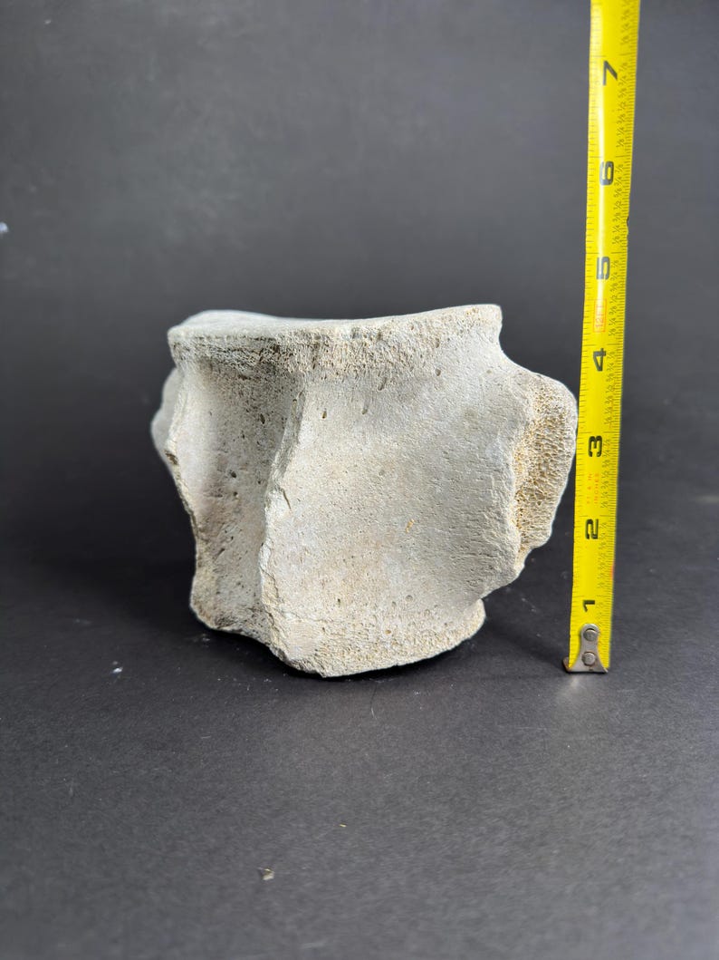 Florida Miocene Whale Vertebra Fossil — Size LARGE - Etsy