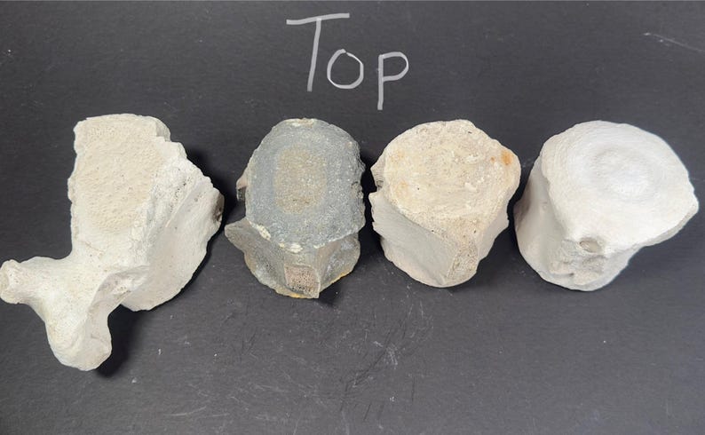 Florida Miocene Whale Vertebra Fossil — Size SMALL - Etsy