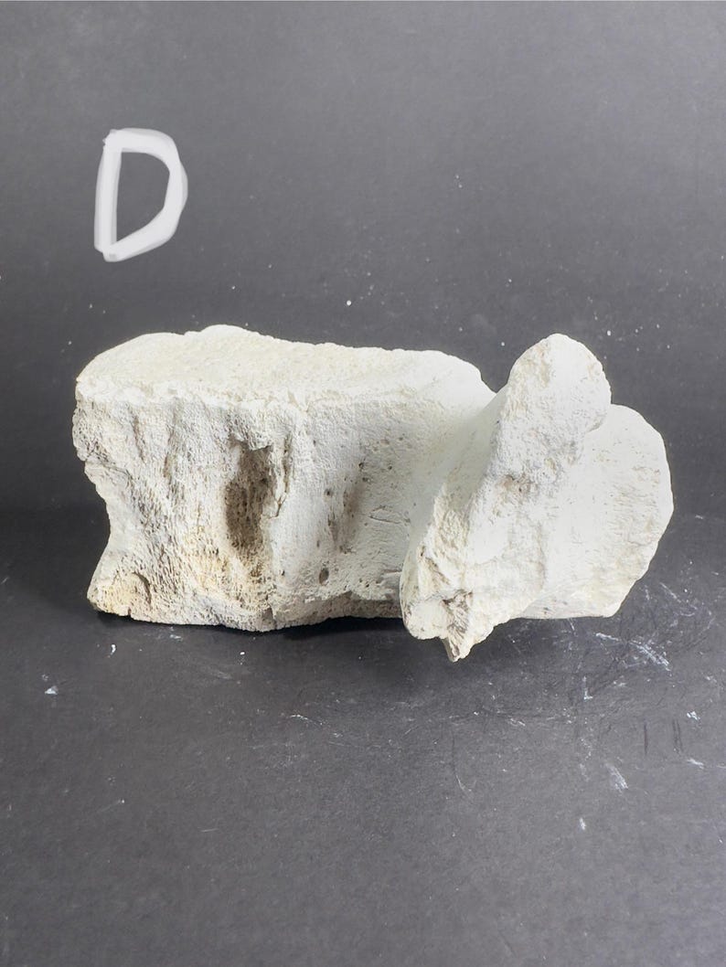 Florida Miocene Whale Vertebra Fossil — Size SMALL - Etsy