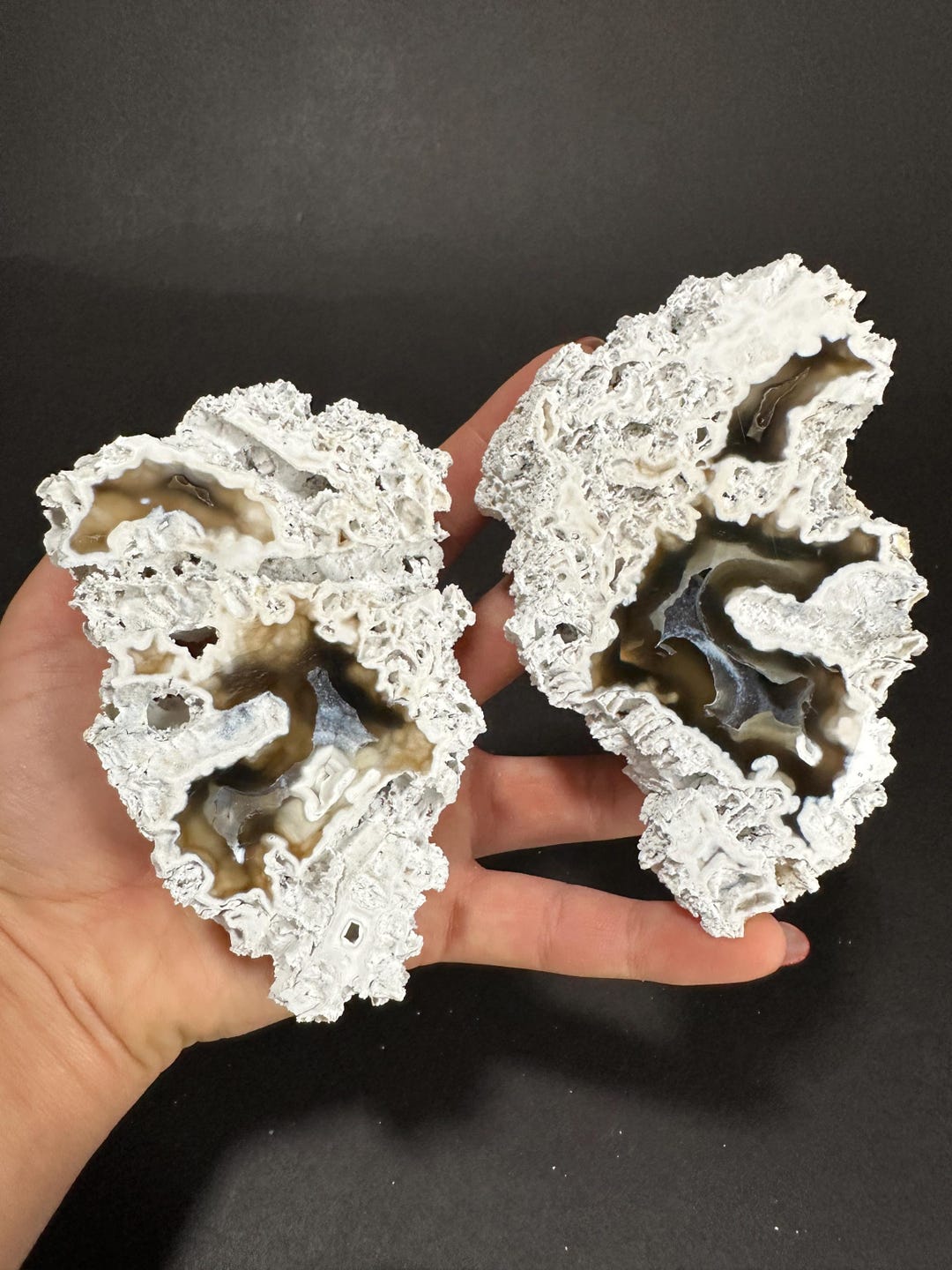 RARE Agatized Fossil Coral Head Geode Pair Rare Species Cut & Polished ...