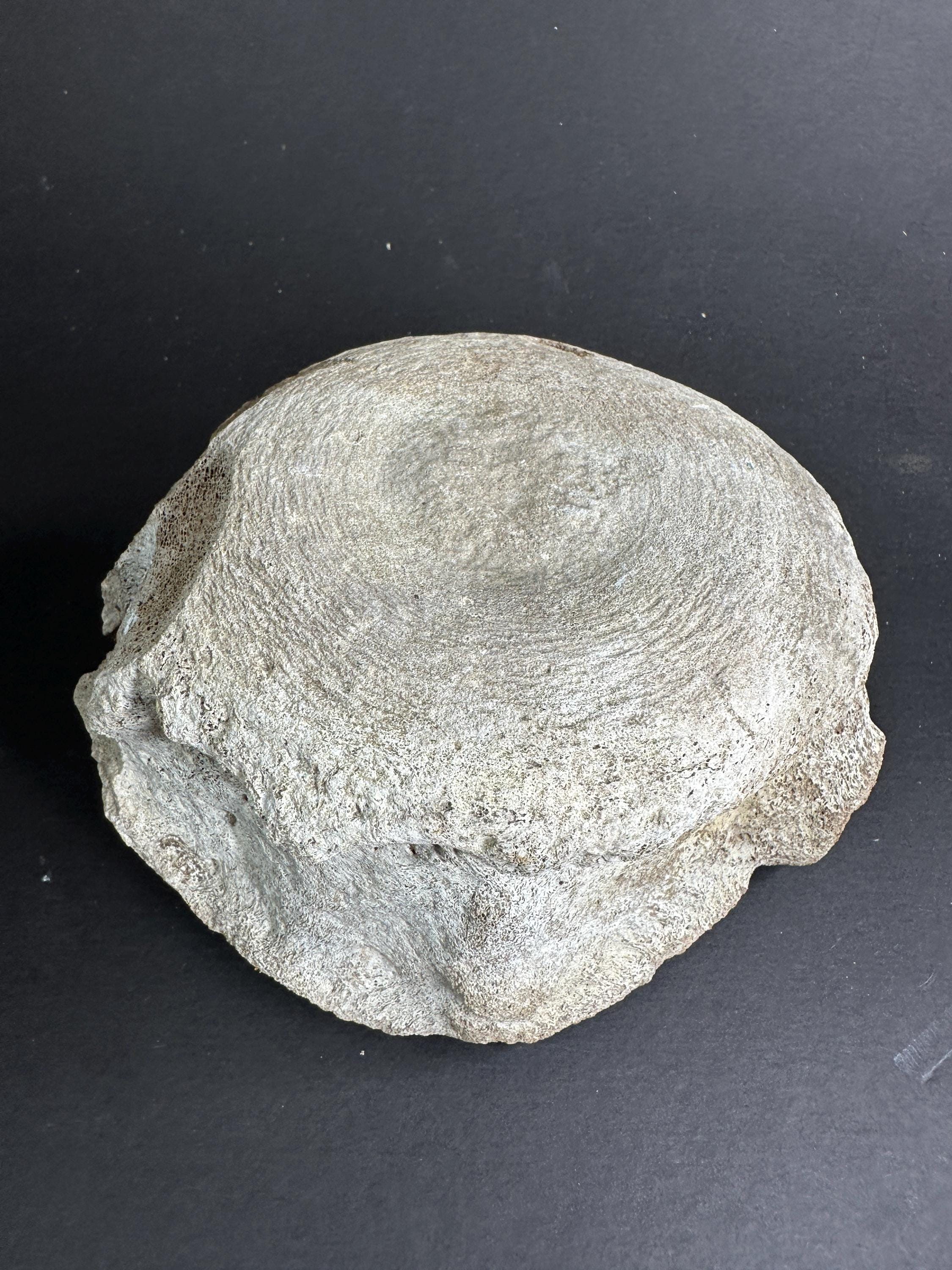 Florida Miocene Whale Vertebra Fossil — Size LARGE - Etsy