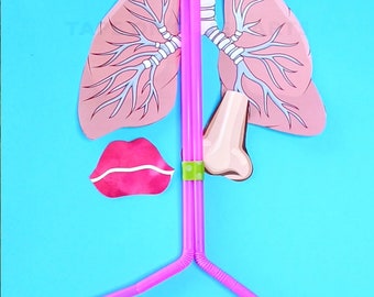 Lung Model, Lung Model Printable, Anatomy Printables, Lung Learning ...