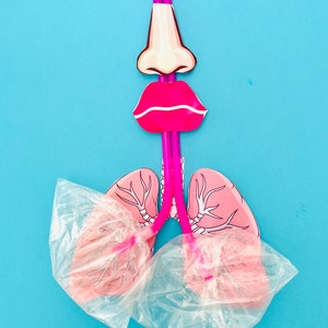 Lung Anatomy Model Printable: Kids Homeschool Learning (digital ...