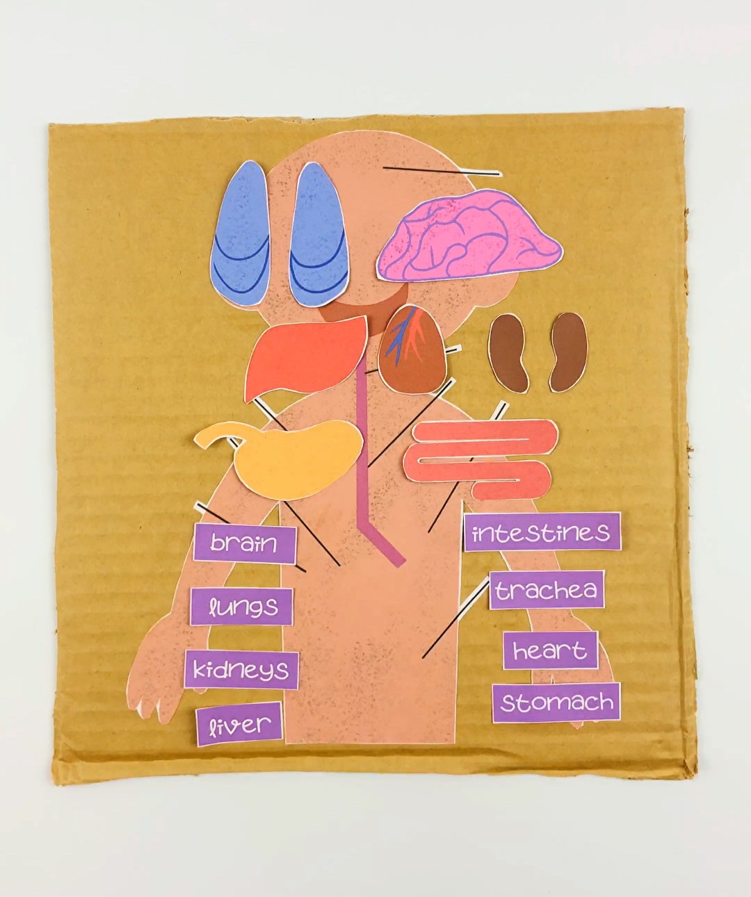 Anatomy Learning Activity, Color Learning, Preschool Printable ...