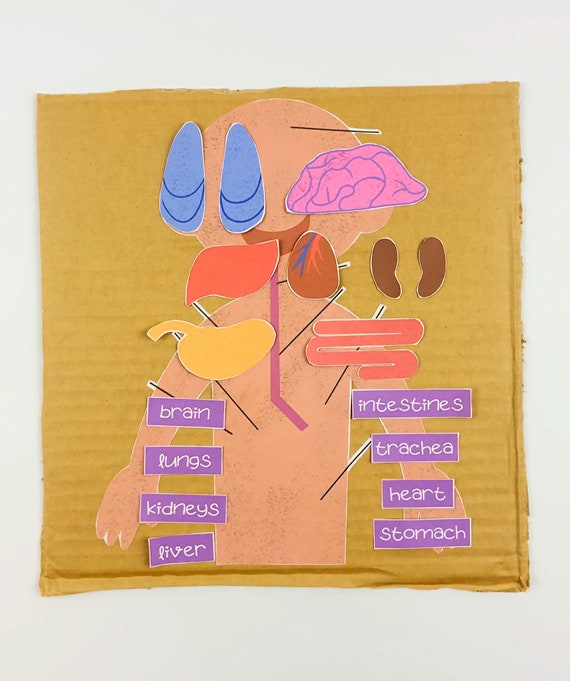 Anatomy Learning Activity Color Learning Preschool - Etsy