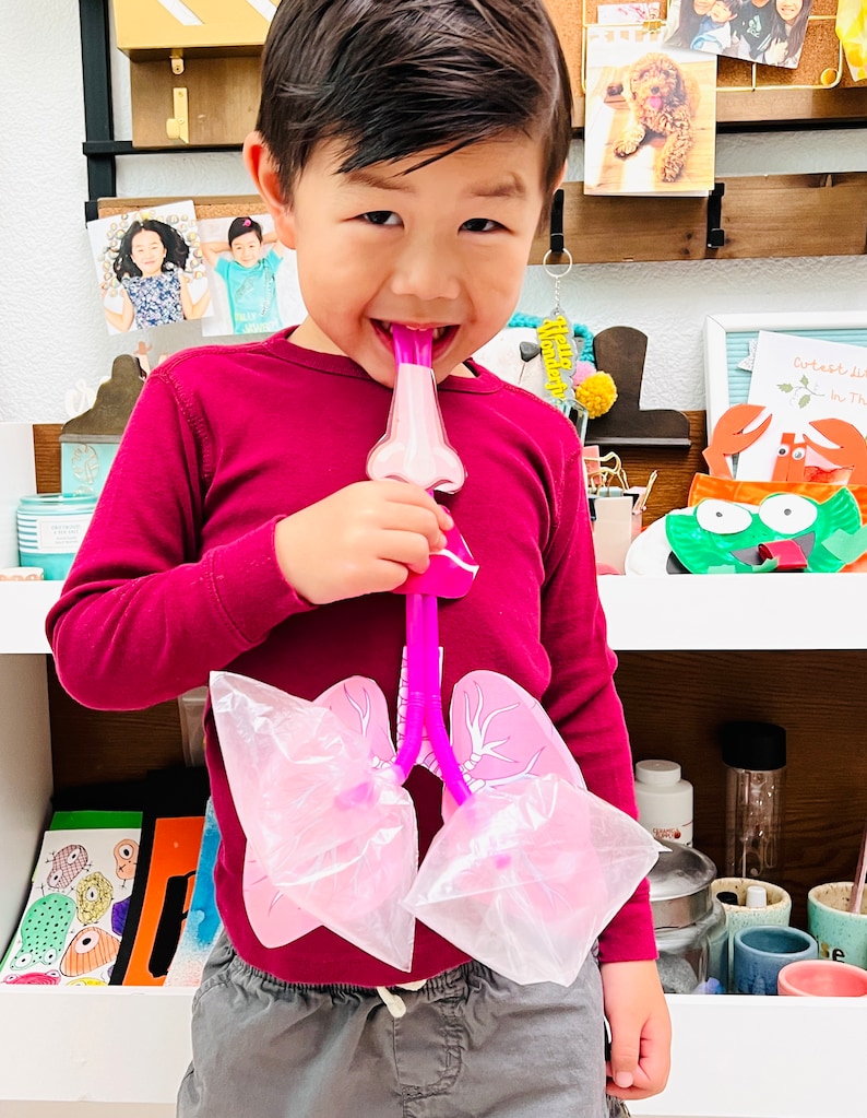 Lung Model Printable Anatomy Printable Anatomy Learning - Etsy Australia