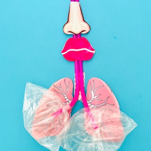 Lung Model Printable, Anatomy Printable, Anatomy Learning, Lung ...