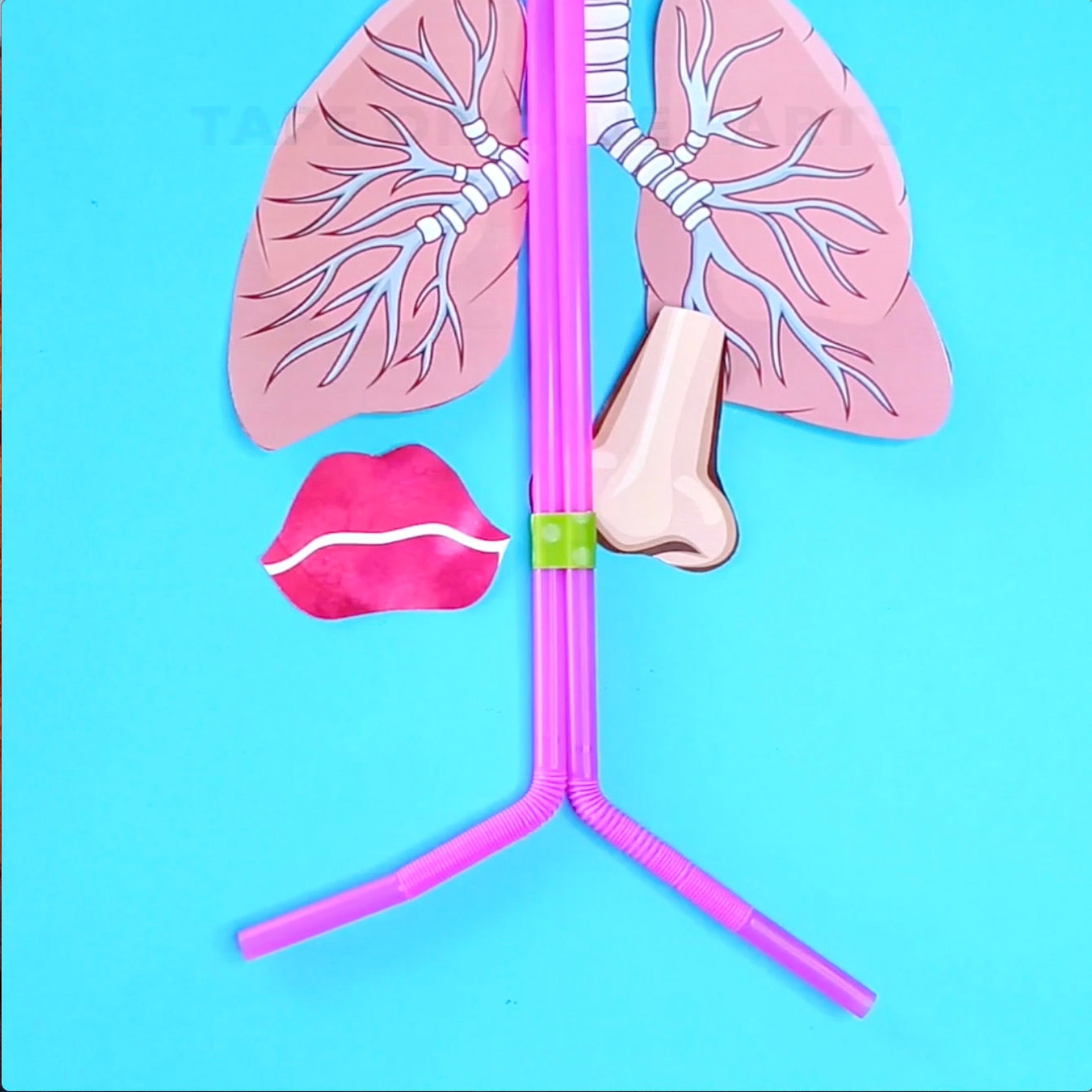 Lung Anatomy Model Printable: Kids Learning, Homeschool (digital ...