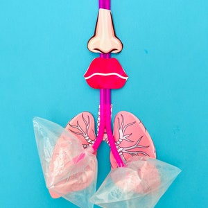 Lung Model Printable, Anatomy Printable, Anatomy Learning, Lung ...