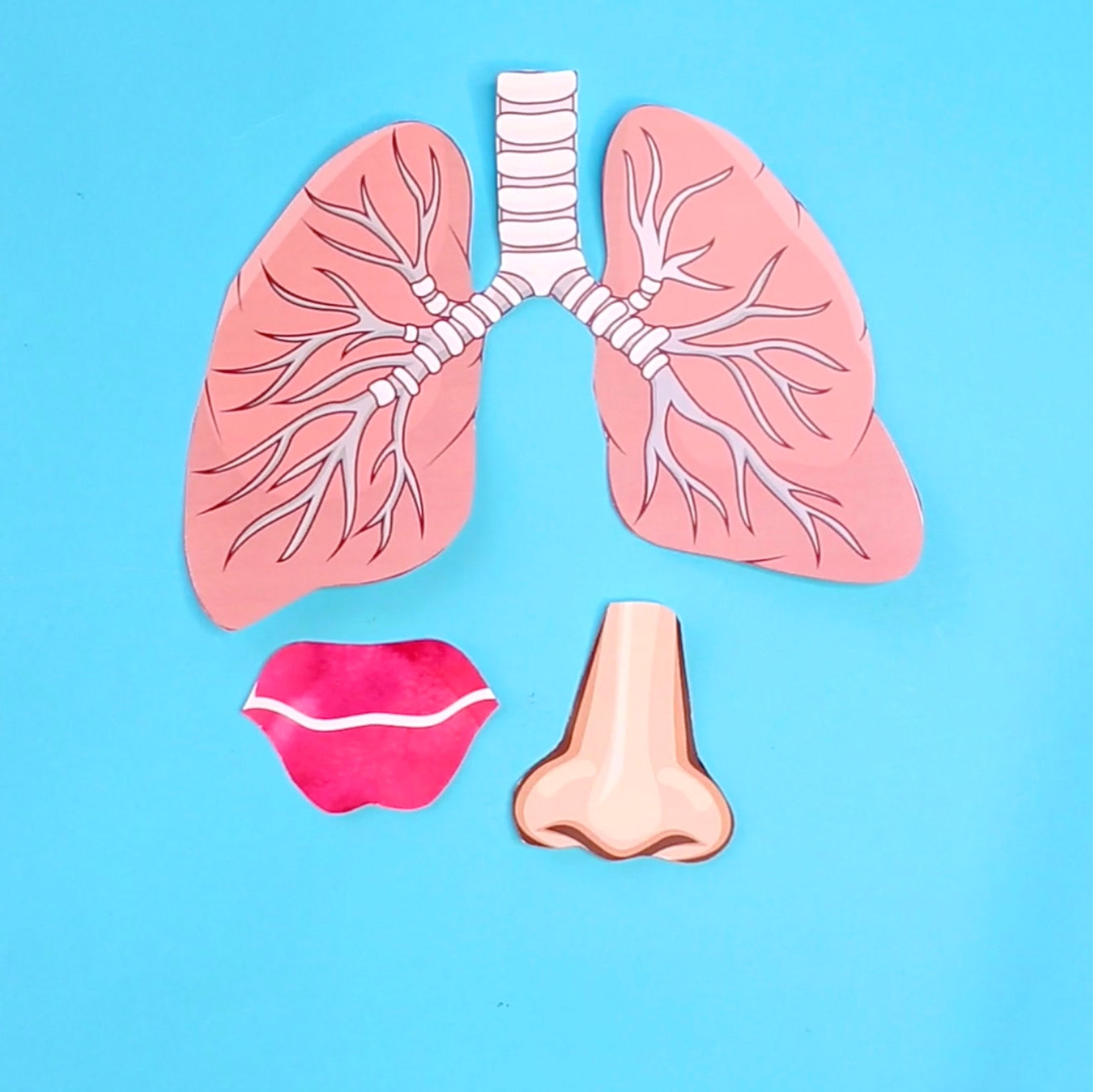 Lung Model Printable Anatomy Printable Anatomy Learning - Etsy