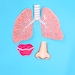 Lung Model Printable, Anatomy Printable, Anatomy Learning, Lung ...