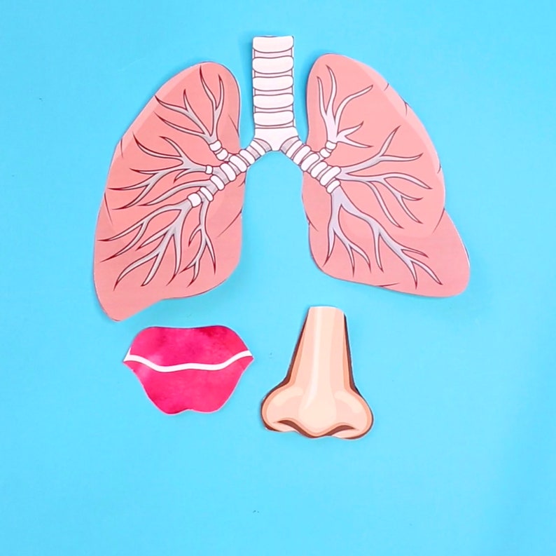 Lung Model Printable Anatomy Printable Anatomy Learning - Etsy