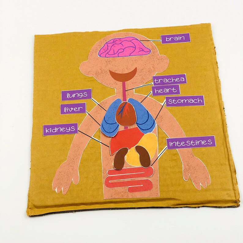 Anatomy Learning Activity Color Learning Preschool - Etsy