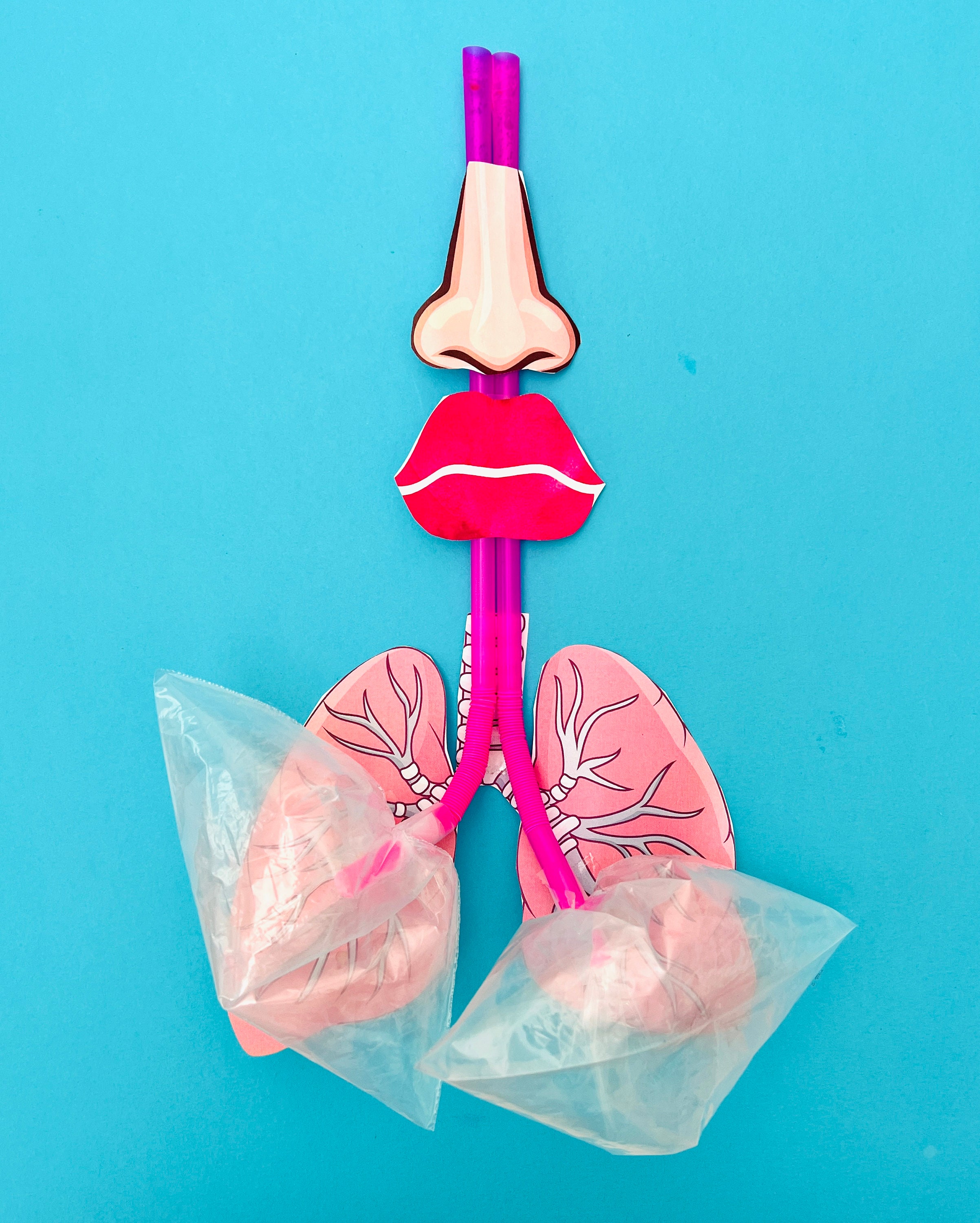 Lung Model Printable Anatomy Printable Anatomy Learning - Etsy Australia