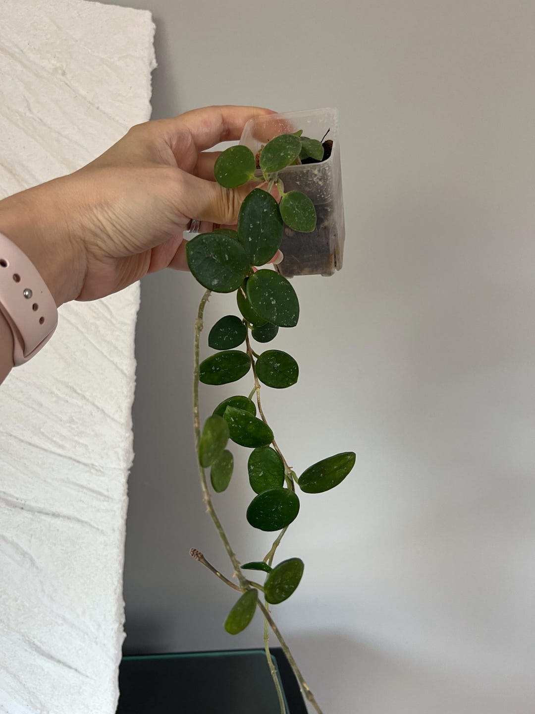 Hoya Mathilde Silver Splash With 3 Peduncle - Etsy