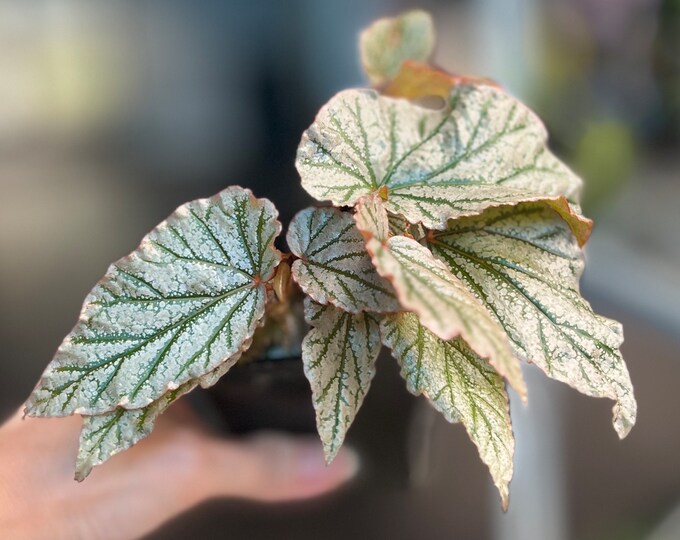 Angelwing Begonia 'frosty' - Etsy
