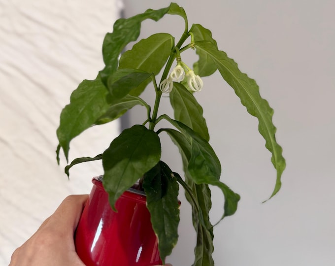 Hoya Decipulae Rooted With Peduncle - Etsy
