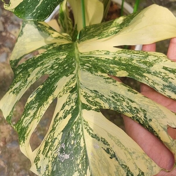 Monstera Thai Constellation - Etsy