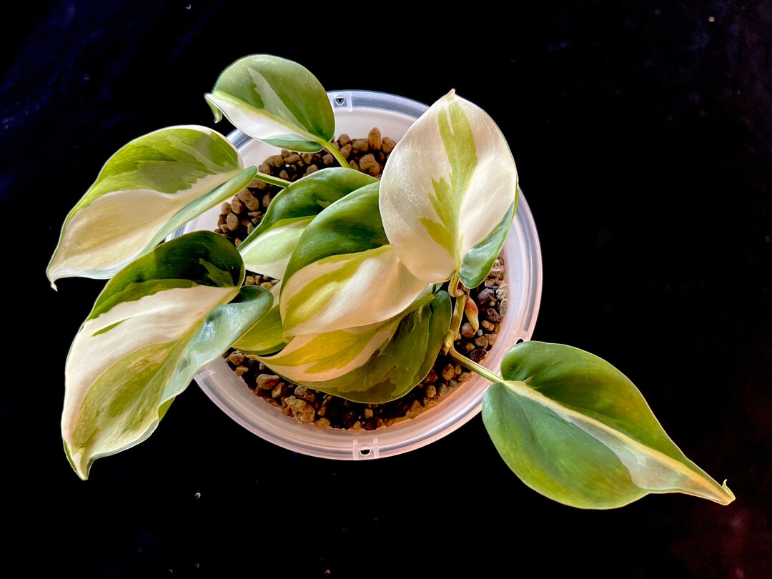 Philodendron Gabby - Etsy