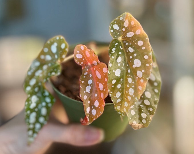 Angelwing Begonia 'frosty' - Etsy